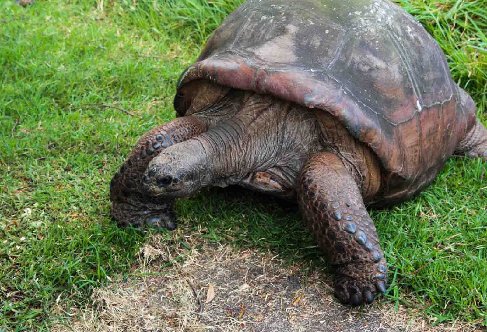 giant tortoise oldest