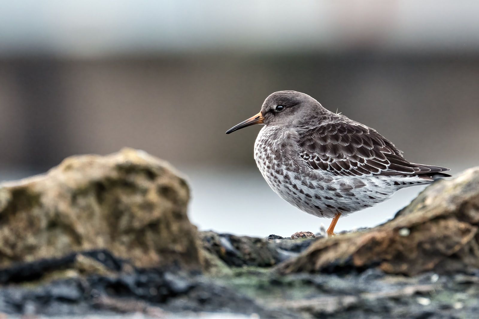 arctic sandpiper