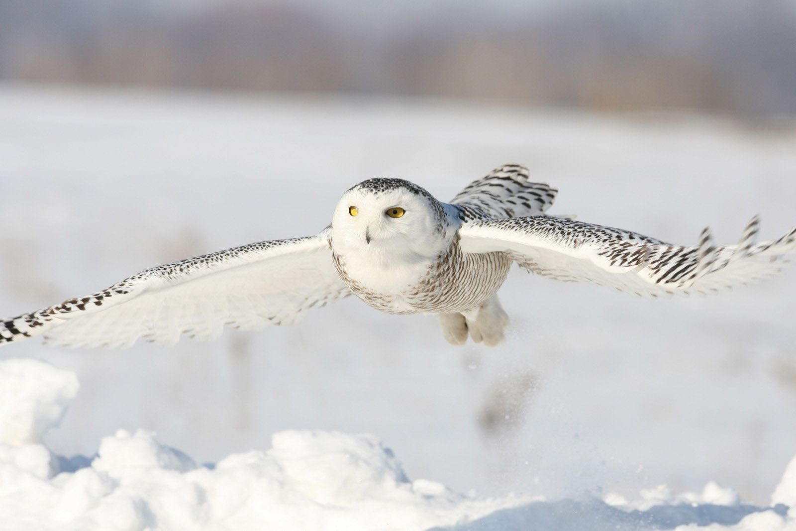 snowy owl