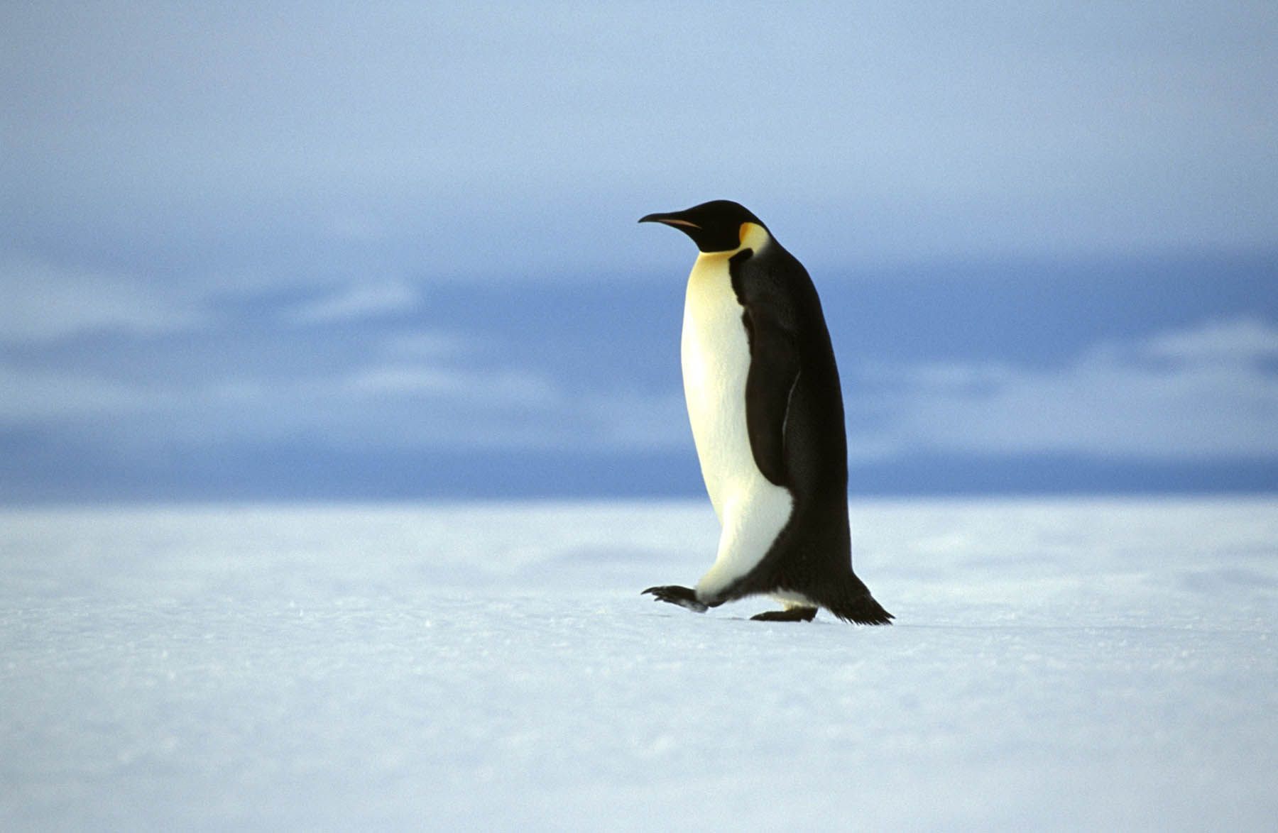 emperor penguin