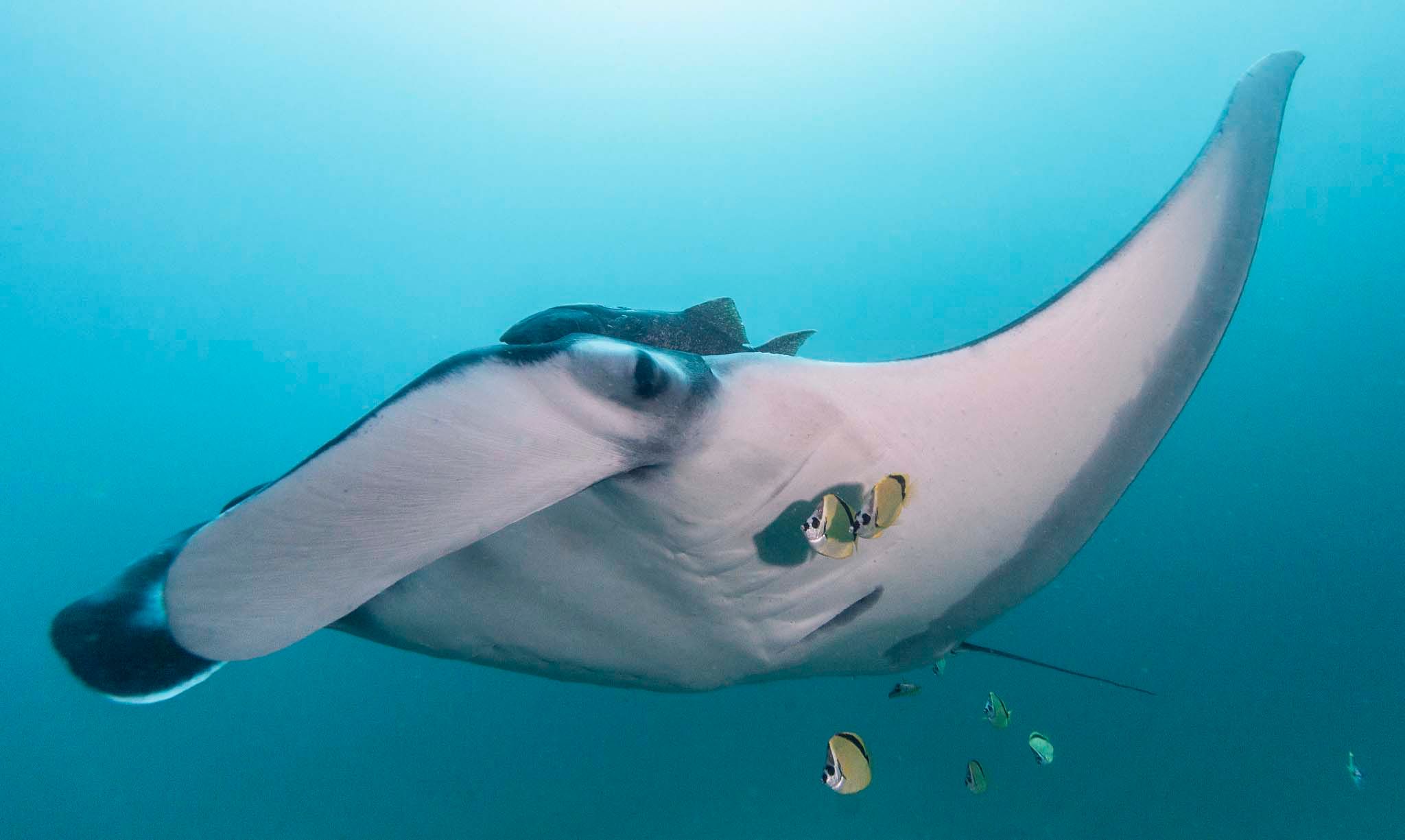 largest manta ray ever