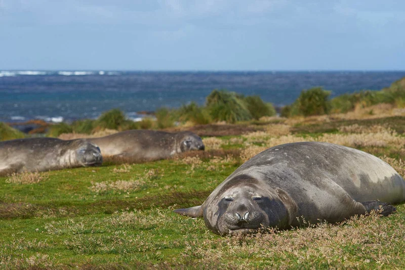 Leopard Seals: Apex Predators of the Antarctic with Brutal Hunting ...
